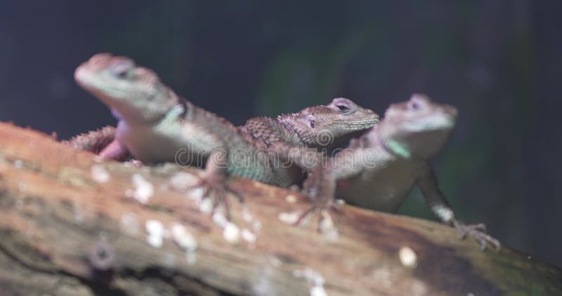Three lizards on a branch stock footage. Video of wildlife - 309426356