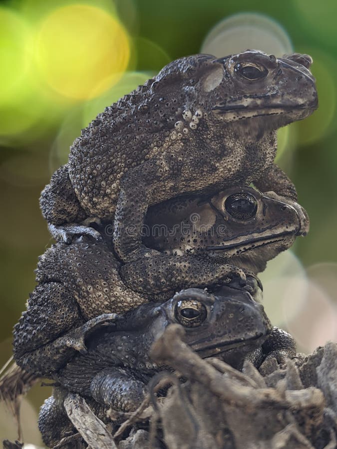 Close-up of Three Mating Frogs with Creamy Blur on Background Stock ...