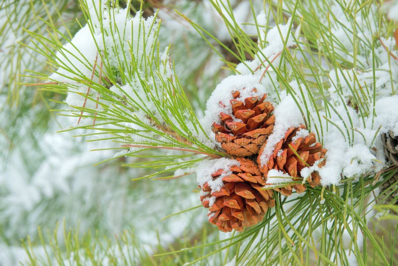 Pine cone in snow stock image. Image of natural, pinecone - 178994813
