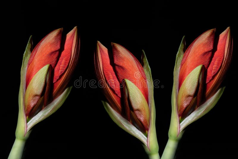 Close-up of Three Red Buds of an Amaryllis in Bloom, Growing Side by ...