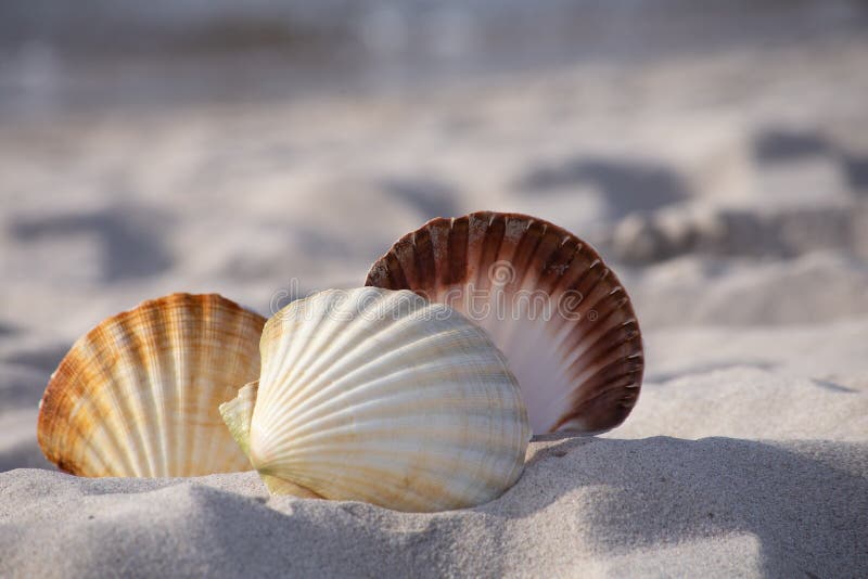 Close-up of a Three Seashell on the Beach Stock Photo - Image of bald ...