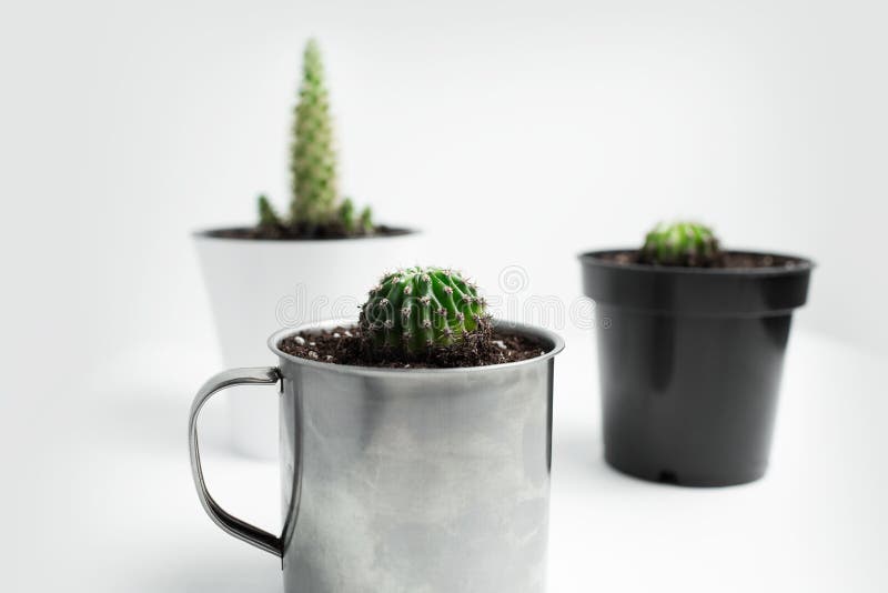 Close-up of Three Small Cactus in Pots on White Background. Stock Photo ...