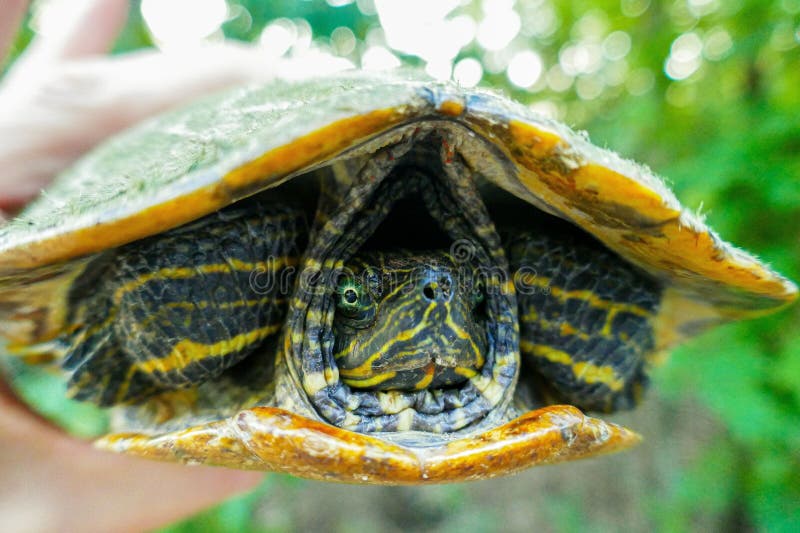 Close-up of a Three-toed Box Turtle in Arkansas, USA Stock Image ...