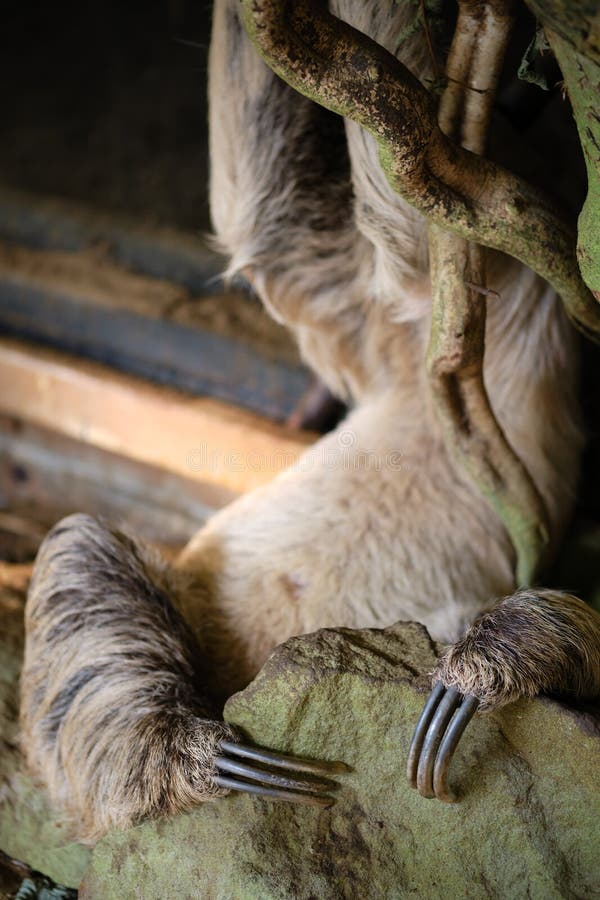 Close-up of a Three Toed Sloth Stock Photo - Image of black, head ...