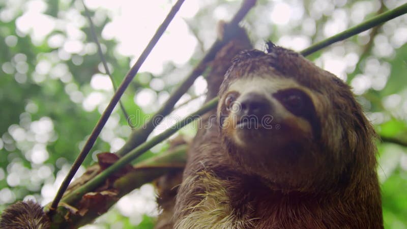 Three Toed Sloth on Tree in a Amazon Rainforest Stock Video - Video of ...