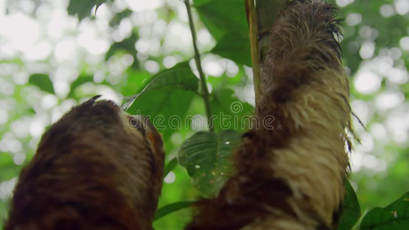 Three Toed Sloth on Tree in a Amazon Rainforest Stock Footage - Video ...