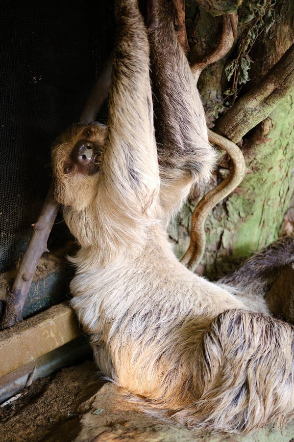 Close-up of Three Clawed Toes of a Three-toed Sloth Stock Photo - Image ...