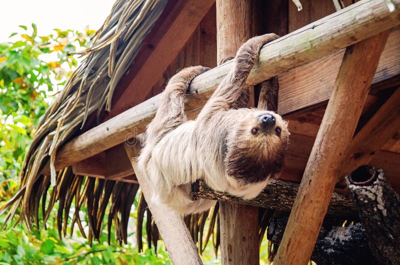Sloth hanging upside down stock photo. Image of close - 163886360
