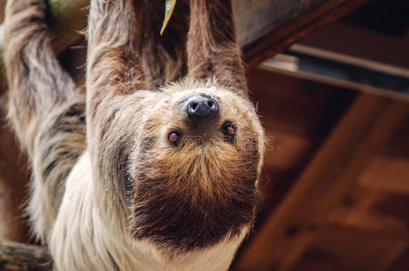 Sloth Hanging Around at the John Ball Zoo Stock Photo - Image of grand ...