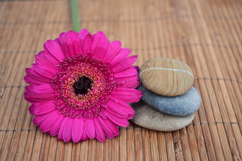 Close Up of Three Zen Stones with Pink Gerber Daisy on Bamboo Reed ...