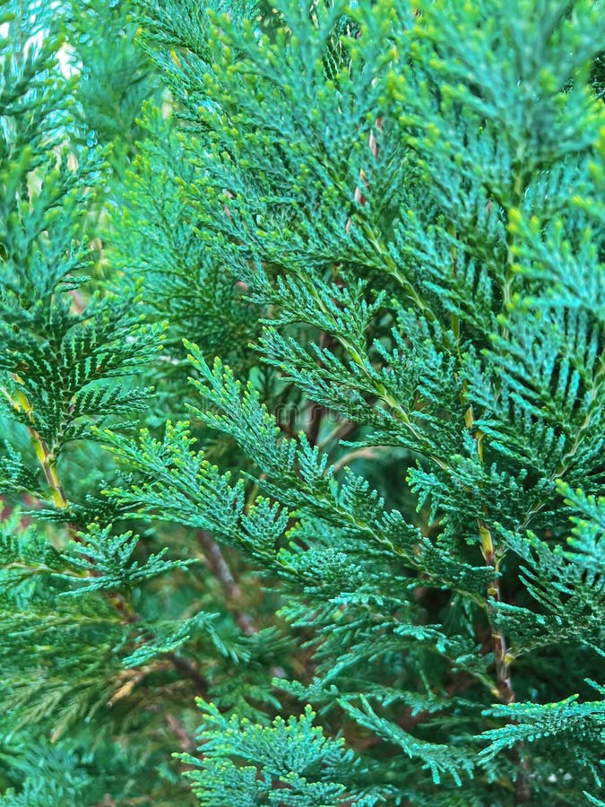Close-up of Thuja Branches. Green Leaves of Thuja Tree Stock Photo ...