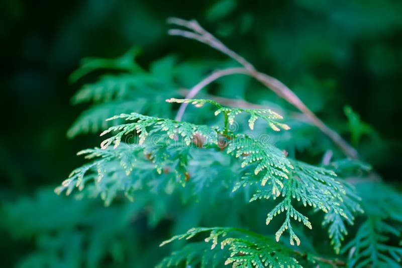 Close-up of Thuja Branches. Green Nature Background Stock Photo - Image ...
