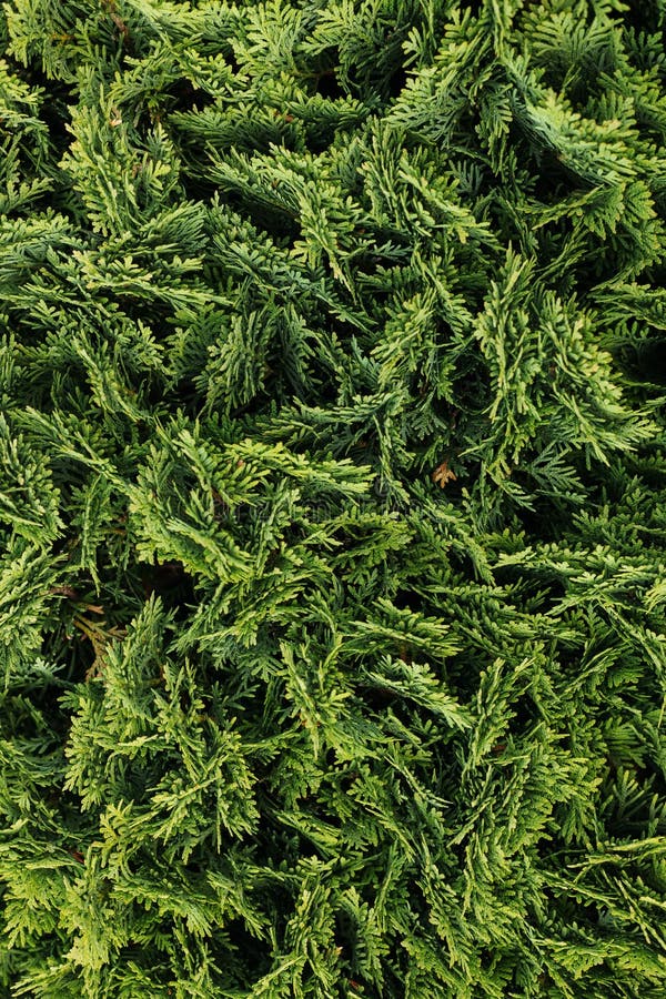 Close up of thuja texture stock photo. Image of conifer - 269366556