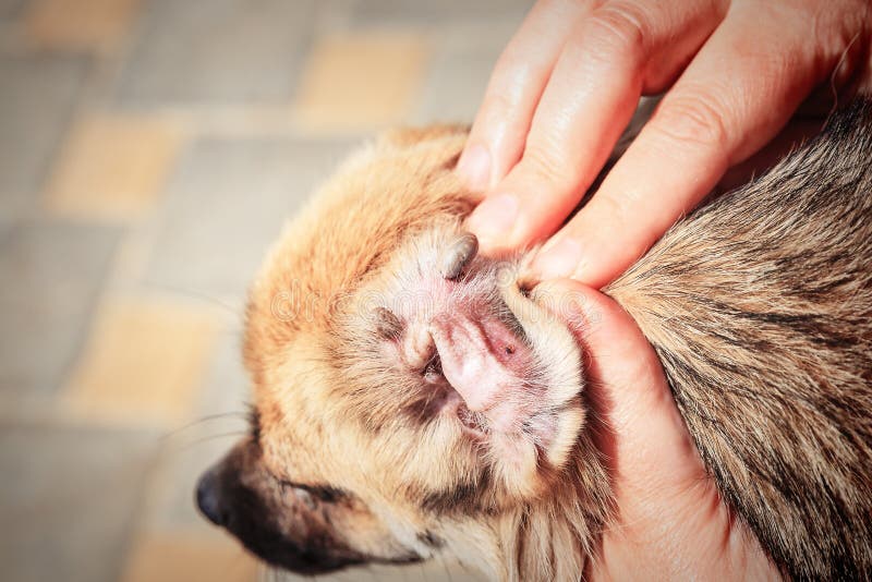 Close Up the Tick in Ear Dog Stock Photo - Image of acarid, head: 127868398