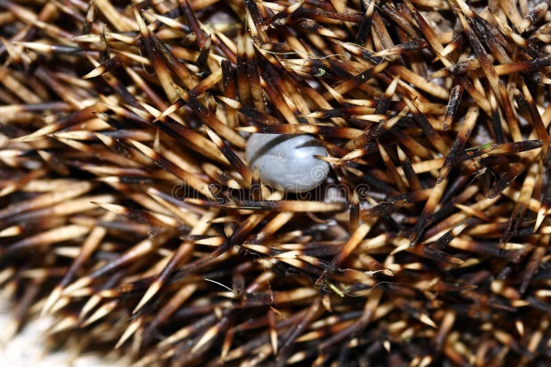 Close-up of a Tick between the Spikes of a Hedgehog Stock Photo - Image ...