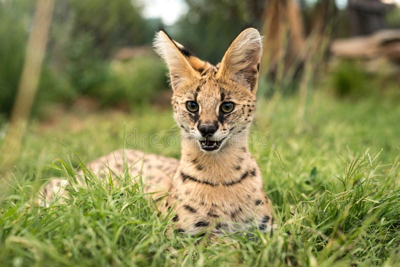 A Close Up of a Tierboskat Relaxing in the Grass Stock Image - Image of ...