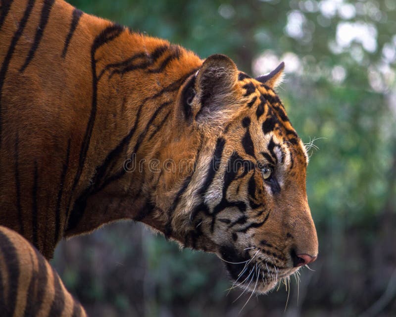 Close-up Of Tiger Picture. Image: 109889556