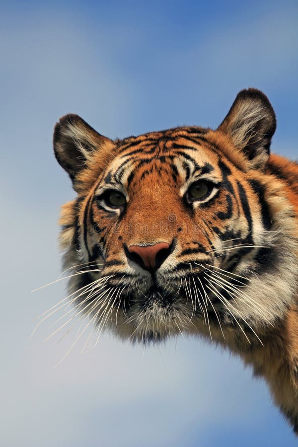 Close-up Picture of a Tiger Cub Face Stock Photo - Image of playful ...