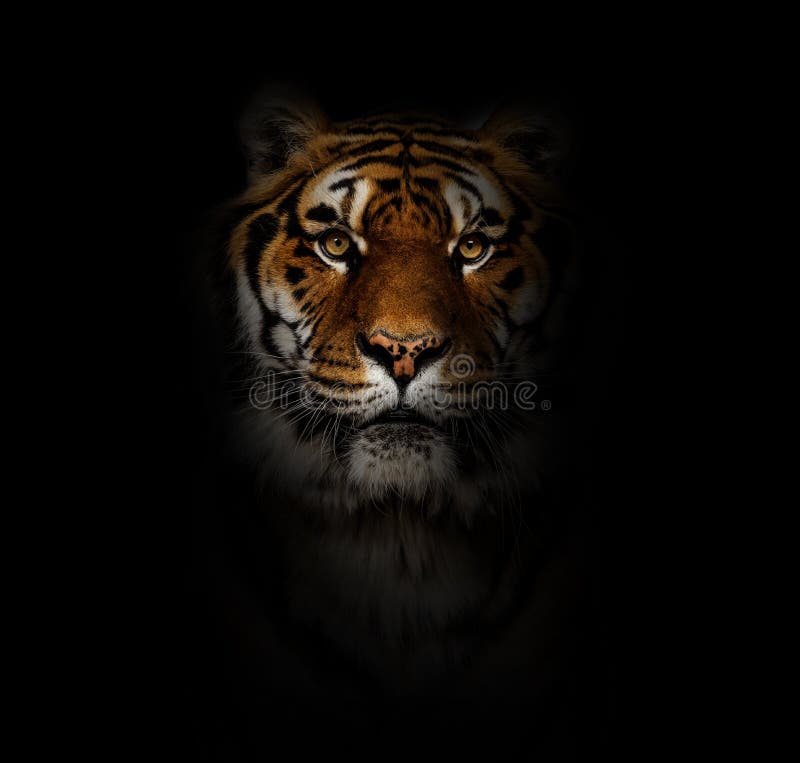 269 Tiger Facing Camera Stock Photos - Free & Royalty-Free Stock Photos ...
