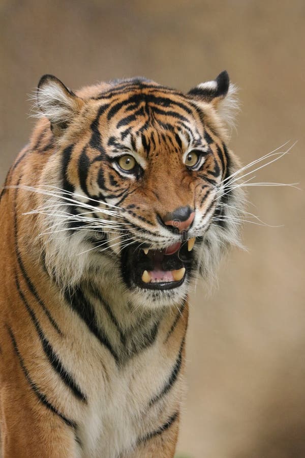 Tiger Snarl stock image. Image of carnivore, green, eyes - 34249781