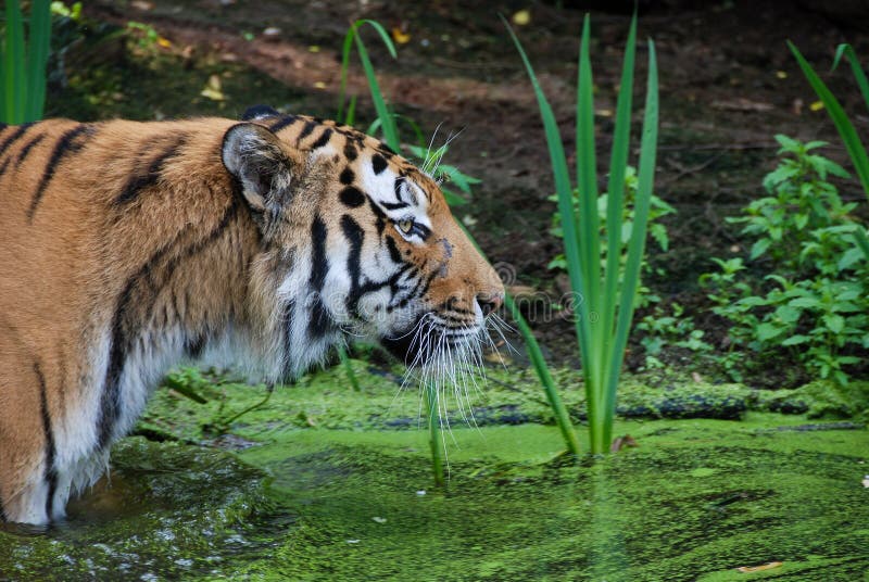 Close Up, Tiger in a Jungle, Side View. Stock Image - Image of danger ...