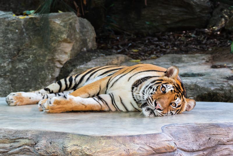 Tiger Lying Relax on a Stone Stock Photo - Image of animal, close ...