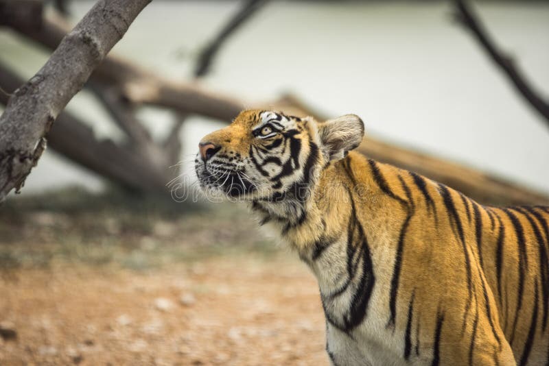 Close Up ,Tiger Picking Up a Scent Stock Image - Image of eyes, animal ...