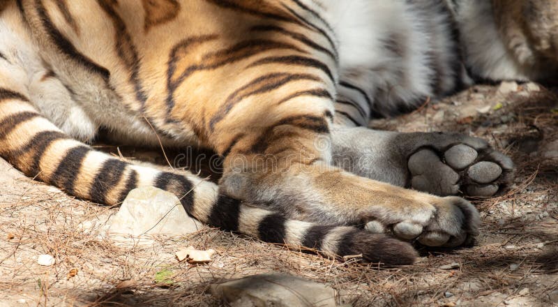Close-up of a Tiger S Paw on the Ground Stock Image - Image of mark ...