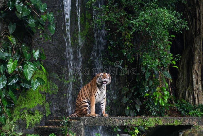 Close Up Tiger Sit Down in Front of the Waterfall Stock Image - Image ...
