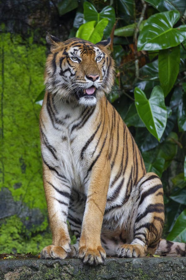 3,244 Tiger Sit Photos - Free & Royalty-Free Stock Photos from Dreamstime