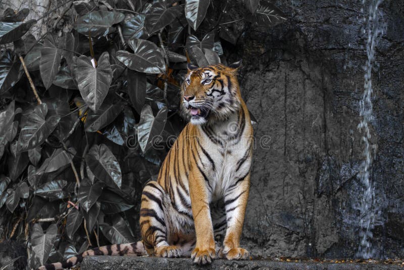 Close Up Tiger Sit Down in Front of the Waterfall Tone Dark Stock Image ...