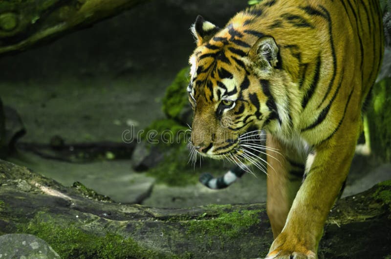 Close up of a Tiger`s Tail stock photo. Image of bengal - 110131286