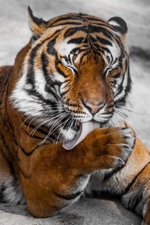 Close-up of a Tigers face. stock photo. Image of cute - 38784584