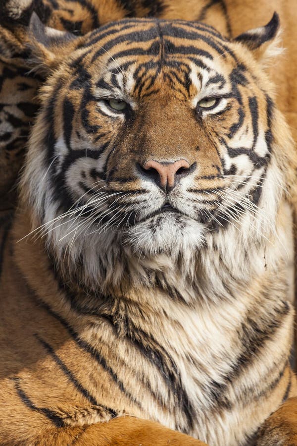 Close-up of a Tigers face. stock photo. Image of anger - 67324438