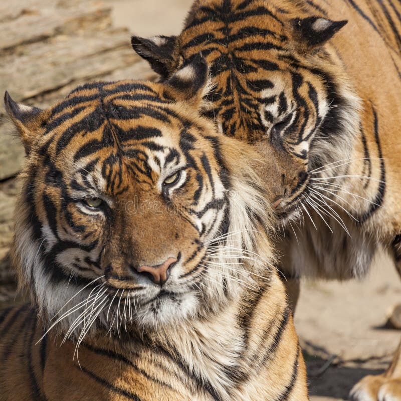 Close-up of a Tigers face. stock image. Image of india - 67324443