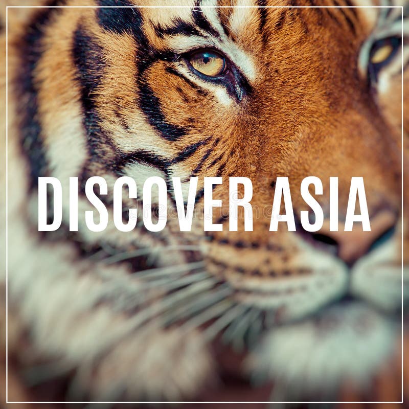 Close-up of a Tigers Face.Selective Focus. Stock Photo - Image of ...