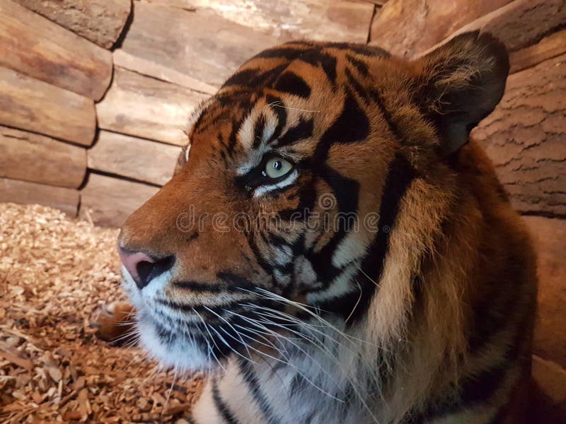 Close up of a tigers face stock image. Image of macro - 193366665