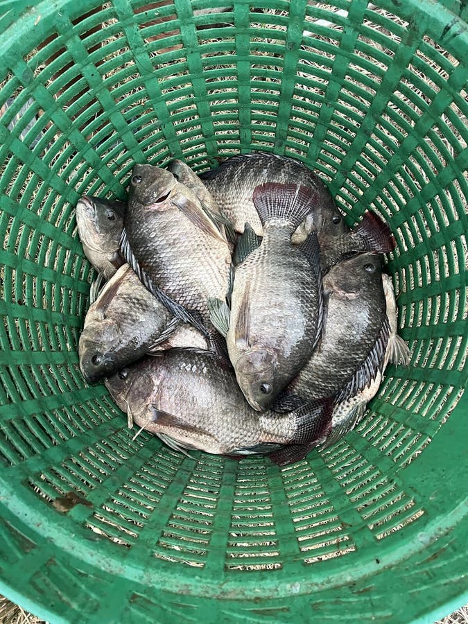 Close Up of Tilapia Fish in the Basket Stock Image - Image of fish ...