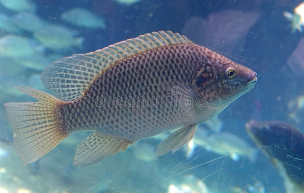 Close Up of a while Tilapia Inside a Fish Tank Stock Photo - Image of ...