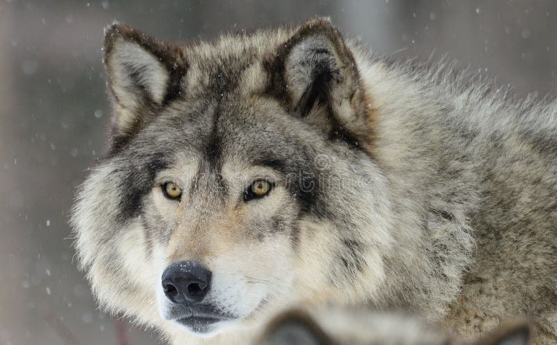 Close-up of a Timberwolf Looking at the Camera in the Snow Stock Photo ...