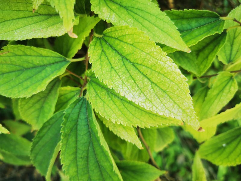 Close Up of Tiny Beautiful Green Leaves with Lines Stock Photo - Image ...