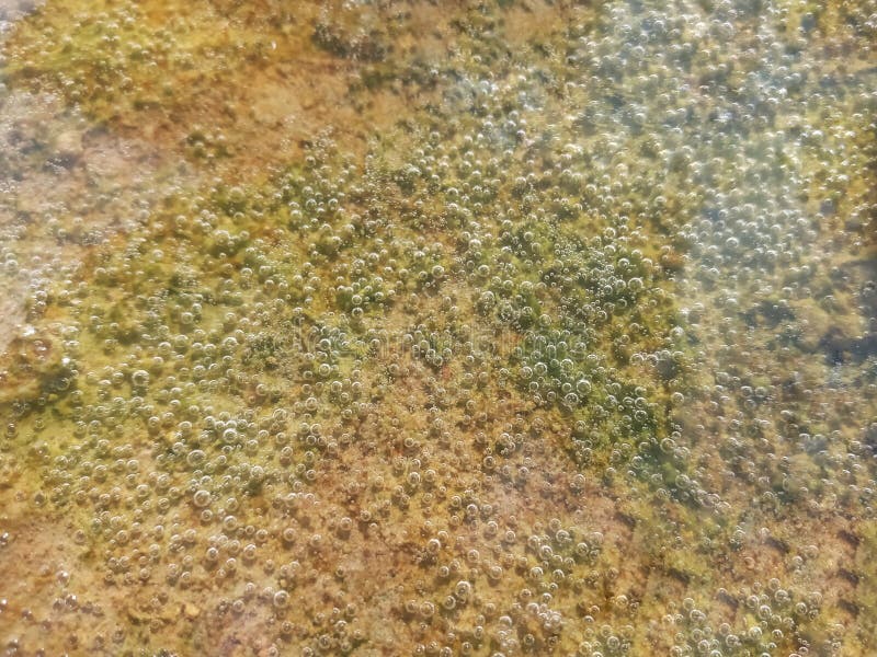 Close Up of Tiny Bubbles in the Swamp during the Day Stock Photo ...