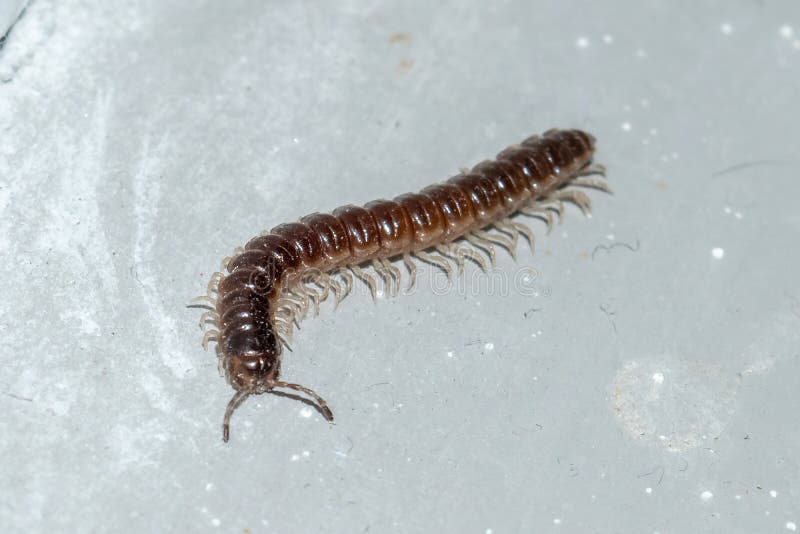Closeup of a Tiny Centipede Crawling Along a Concrete Floor Stock Image ...