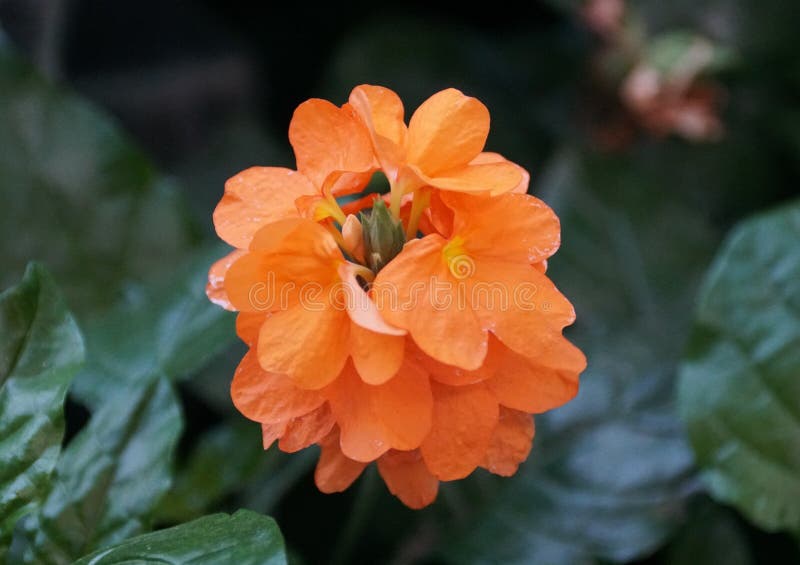 Close Up of the Tiny Cluster of Crossandra Orange Marmalade Flowers ...