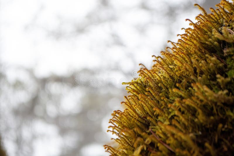 Close up of tiny fern stock photo. Image of family, environment - 213431800