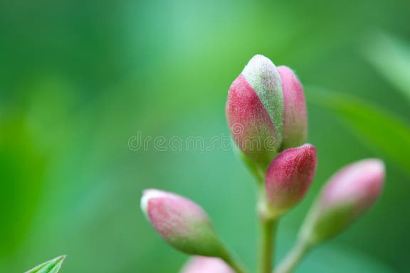 131 Beautiful Close Up Tiny White Flowers Buds Stock Photos - Free ...