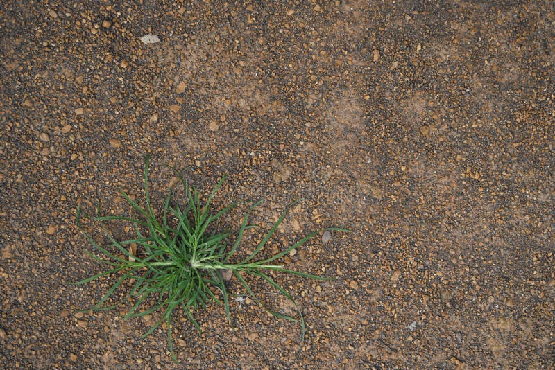 Tiny grass on ground stock photo. Image of tiny, beautiful - 116320948