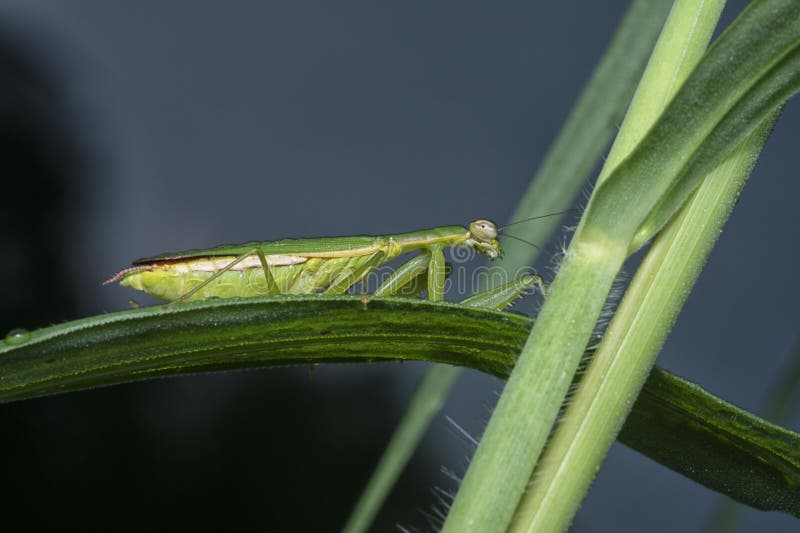 Close Up of the Tiny Green Asian Ant Mantis Stock Image - Image of ...