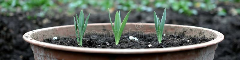 Close Up Tiny Green Sprouts of Hosta Plant Emerging Spring Garden ...