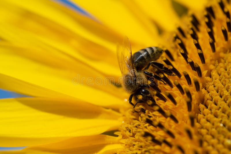 Close-up of a Tiny Honey Bee Looking for Pollen on a Sunflower Stock ...